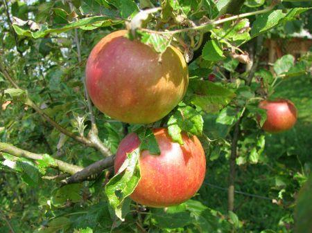 Sorta jabolk Idared
